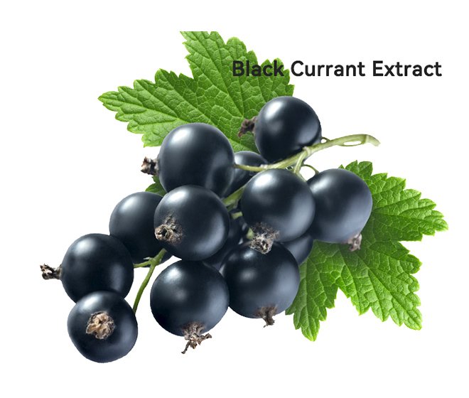 Black Currant Extract